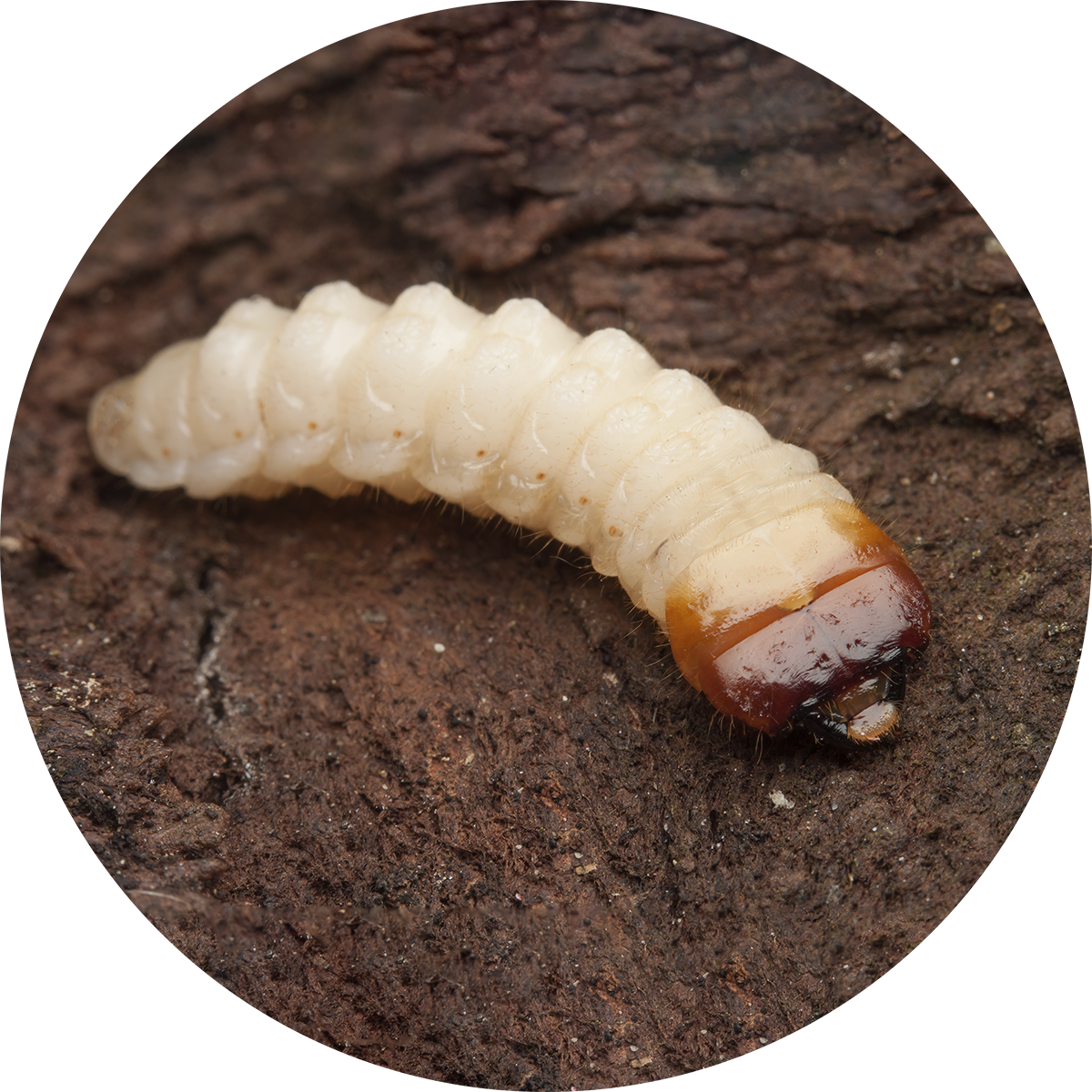 Muodonmuutoksia: täydellinen muodonvaihdos