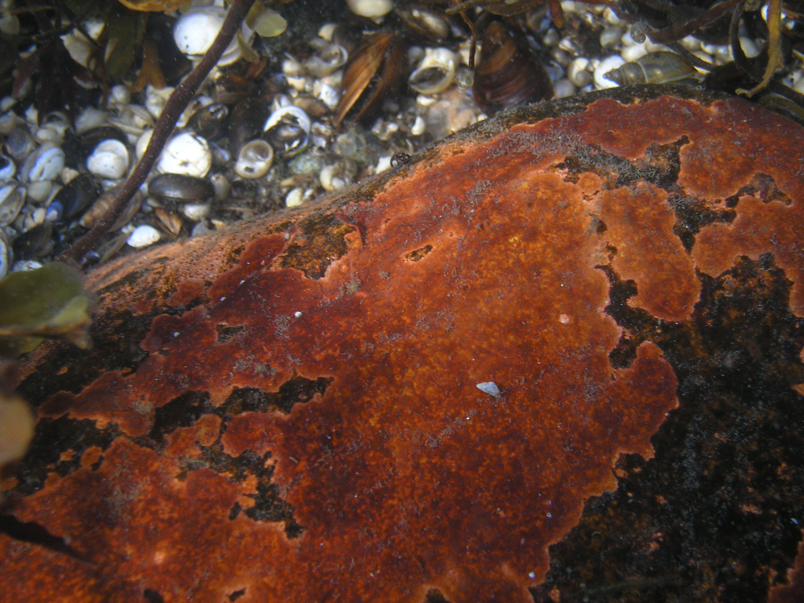 Merenpohjien punainen väriloisto osa I - Mikroskooppi paljastaa ...