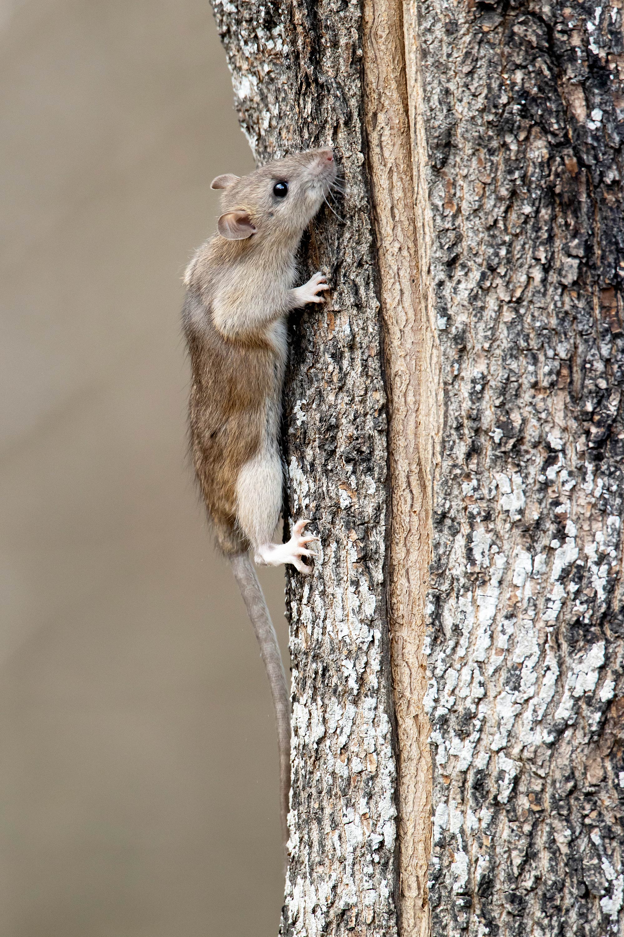 Suomen Luonto - Isorotta