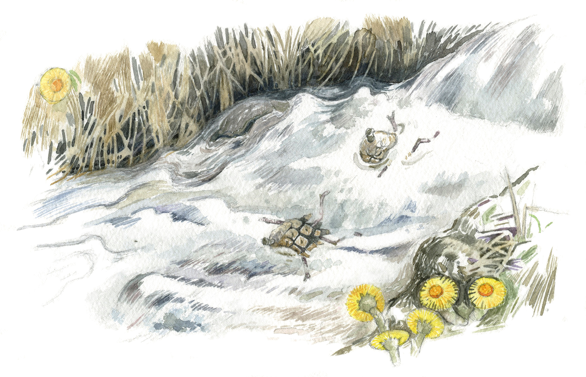 Suomen Luonto - Purot