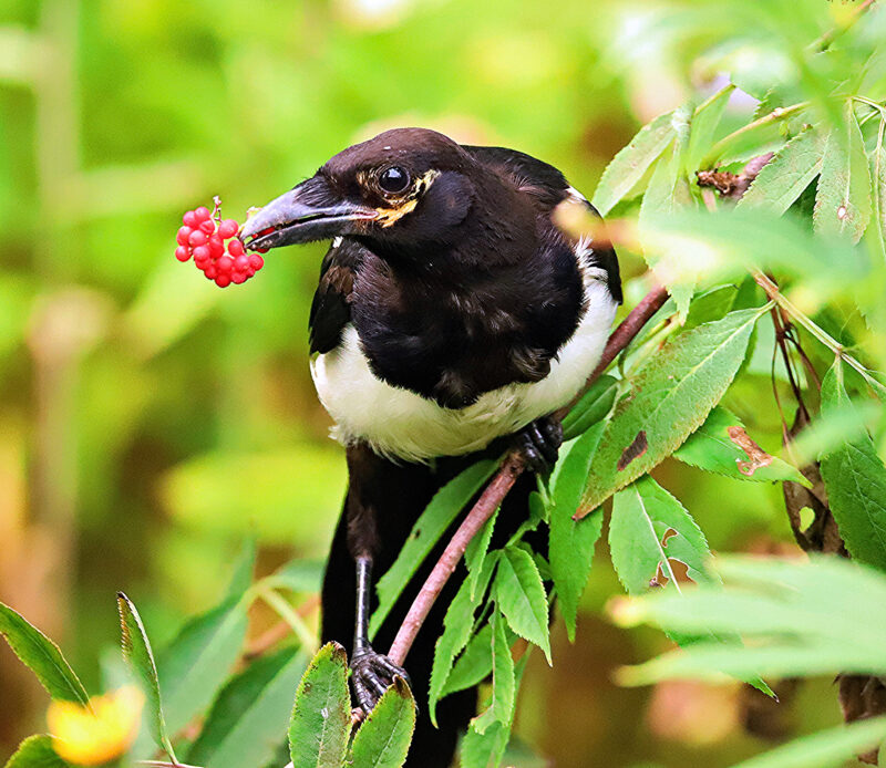 k15_harakka_ja_selja