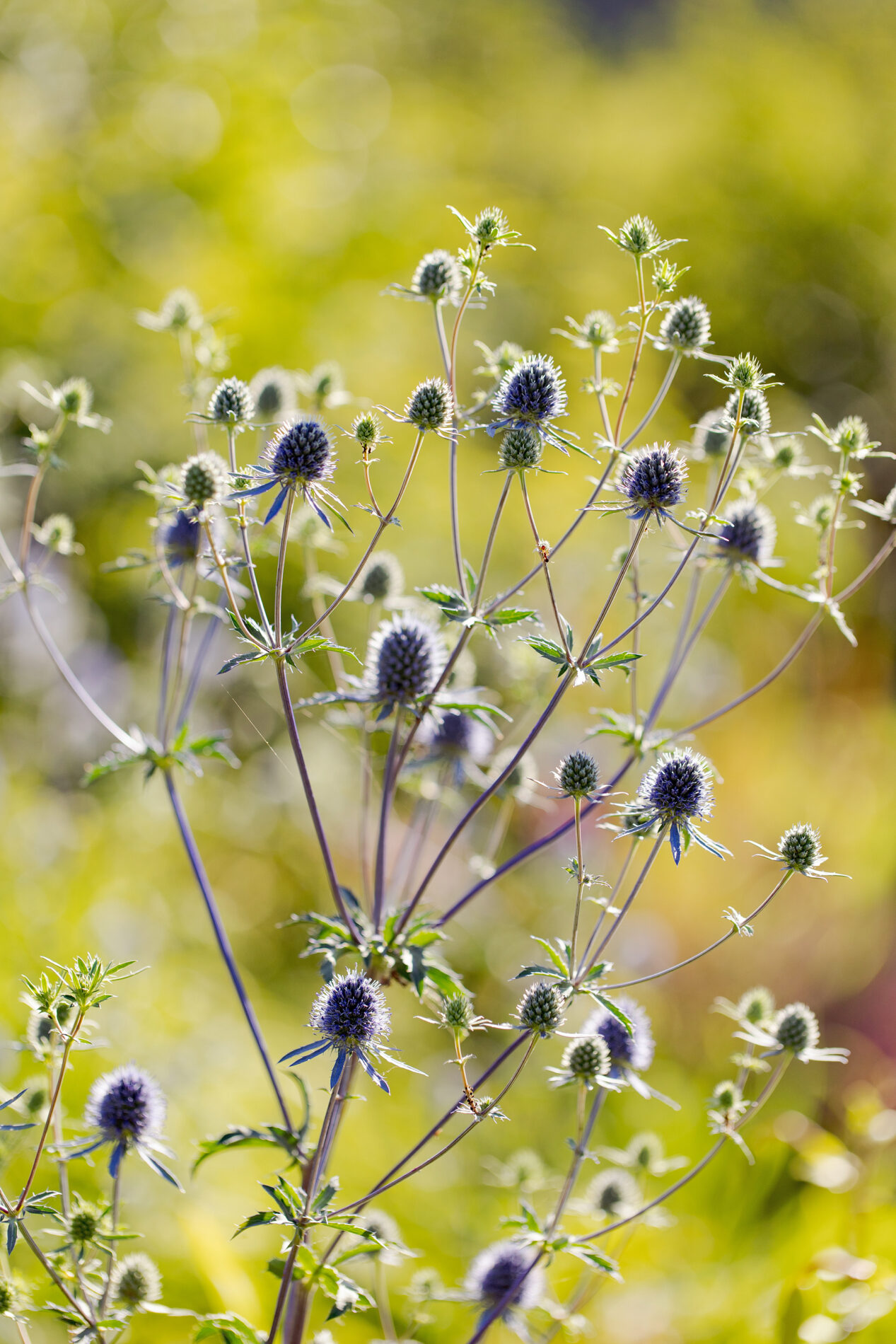 sinipallo-ohdake-2652