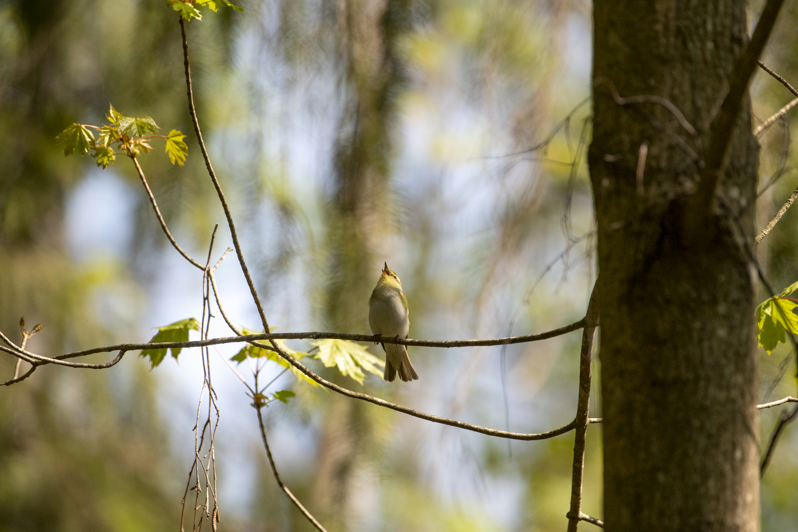 Sirittäjän laulu on aivan erityinen