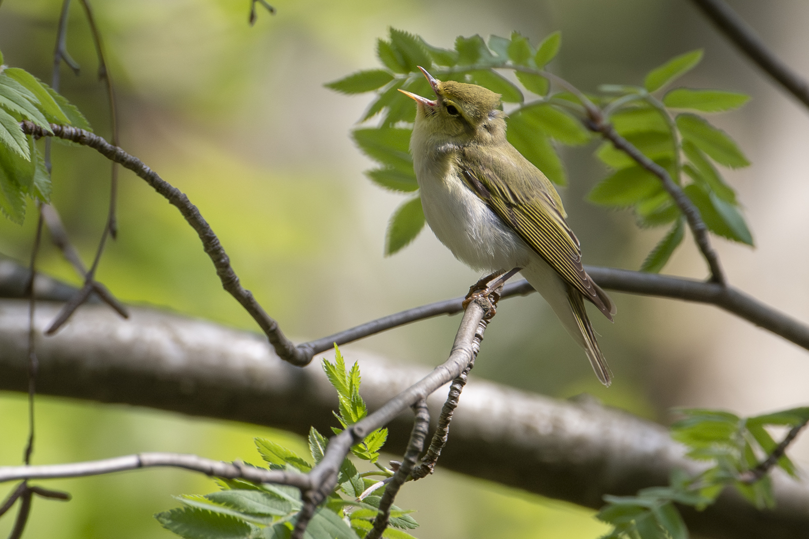Sirittäjän laulu on aivan erityinen