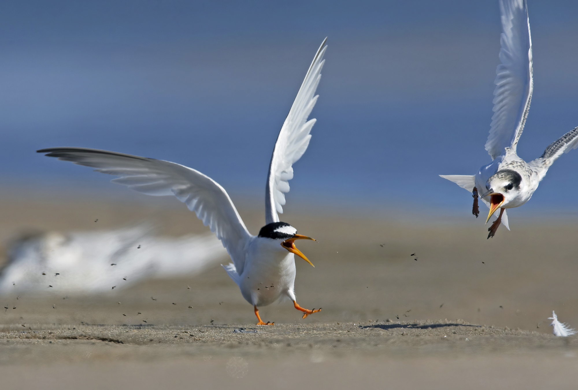 Suomen Luonto - Tiirakoulu