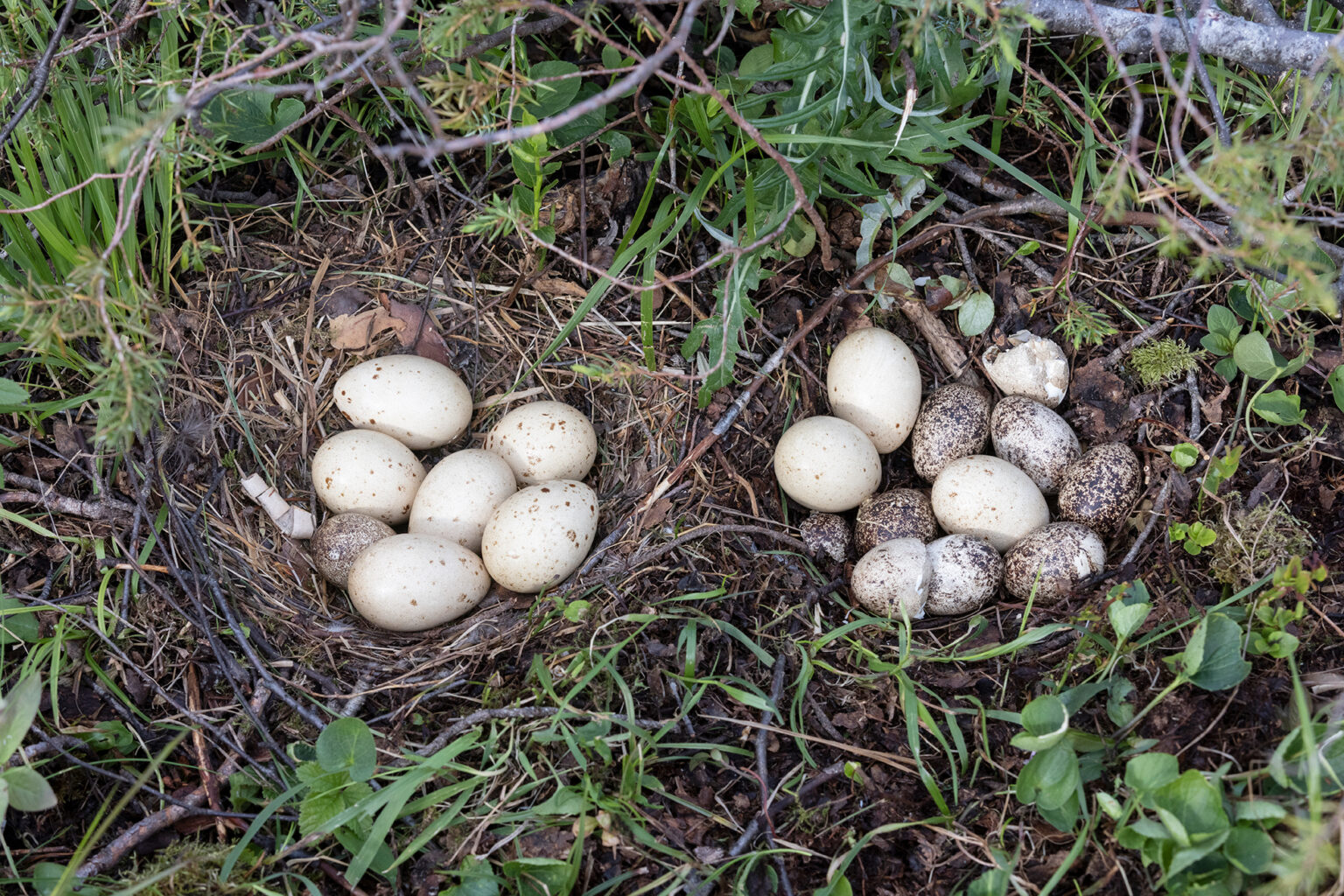 Teeri ja riekko lähinaapureina