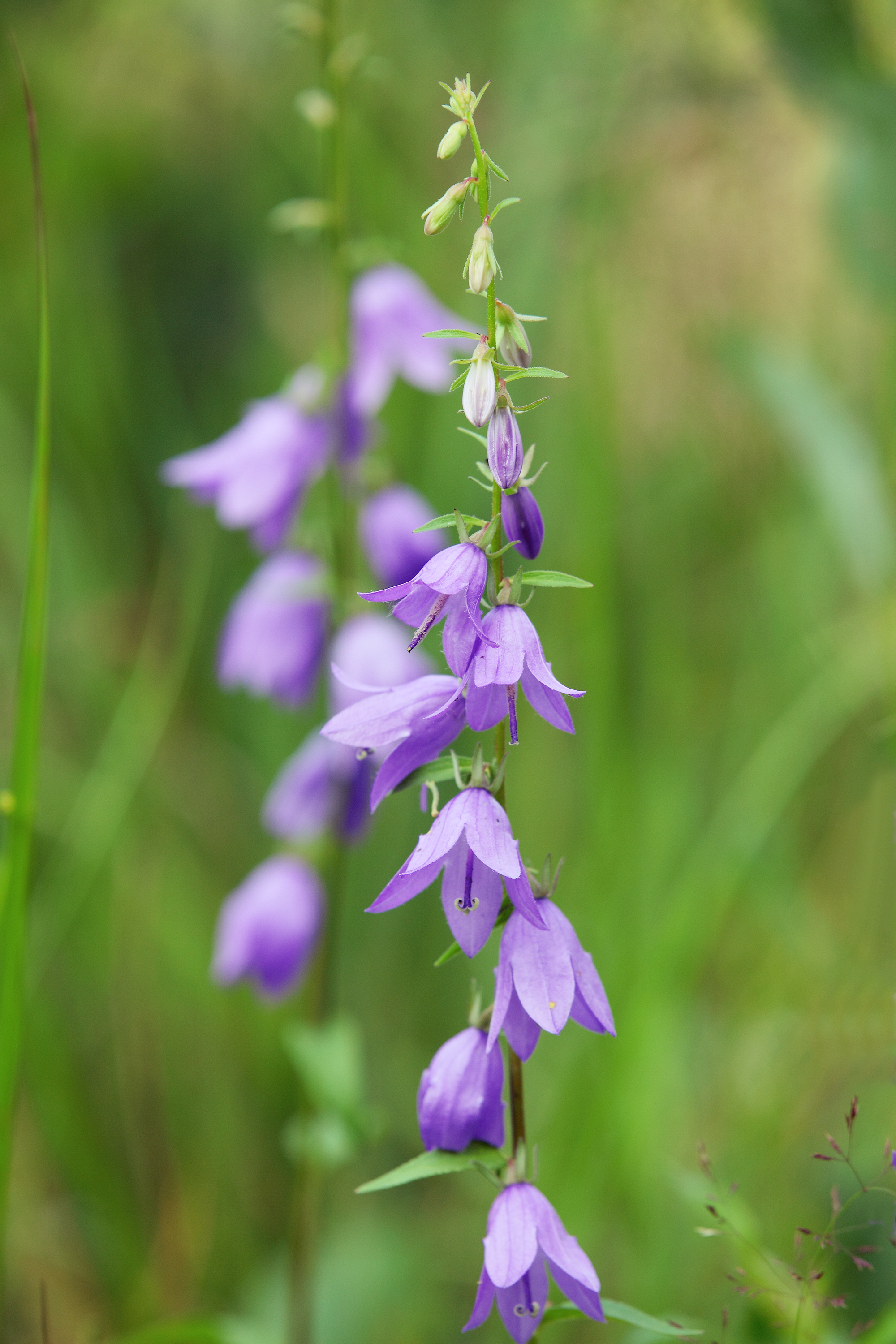 Lajikoulu: Opi tuntemaan siniset kellokukat