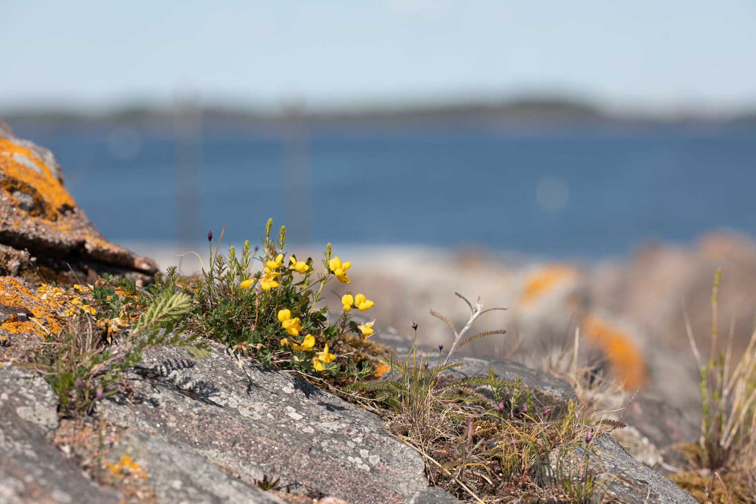 Suomen Luonto - Isosaari