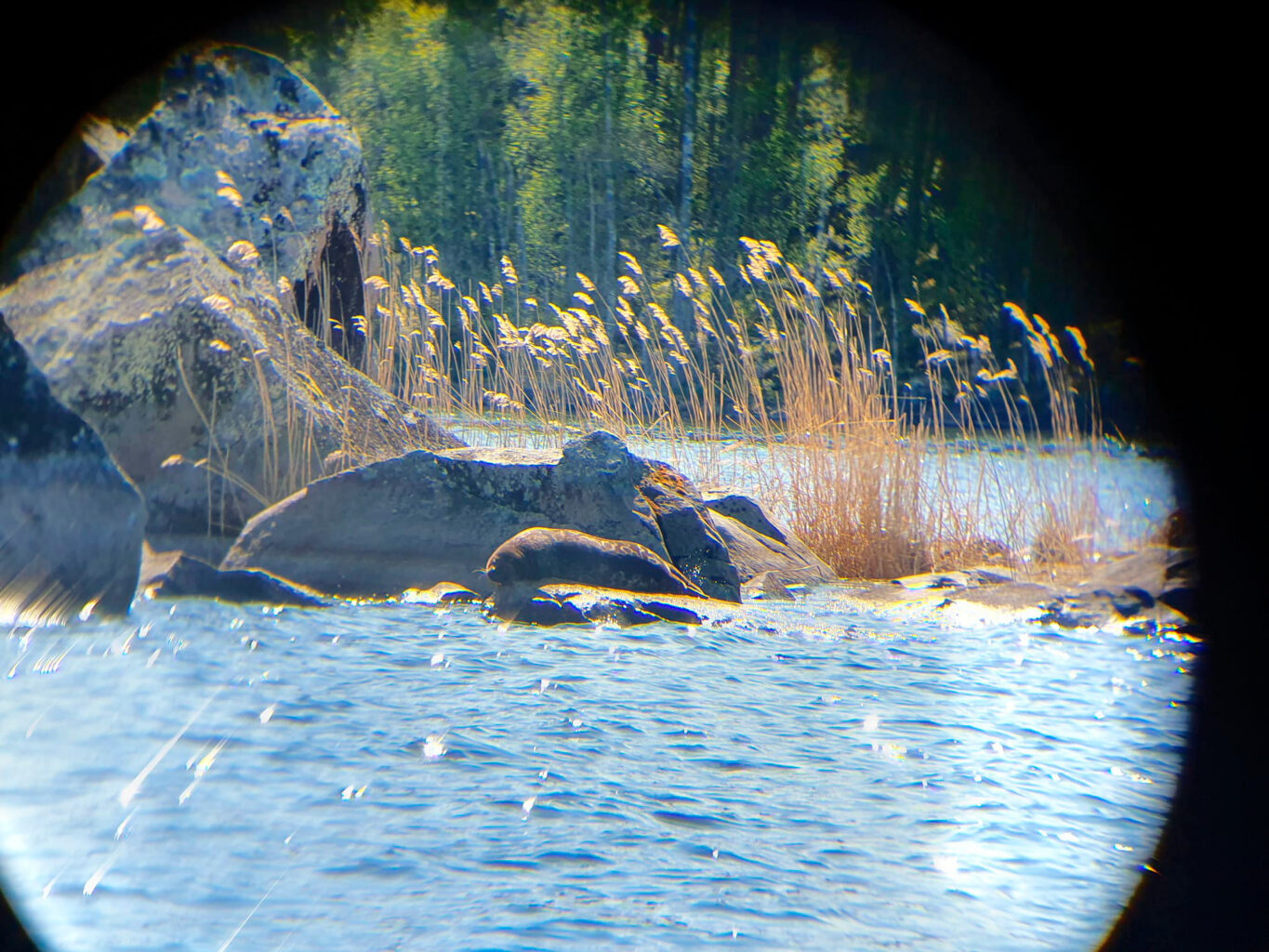 Retki saimaannorpan valtakuntaan