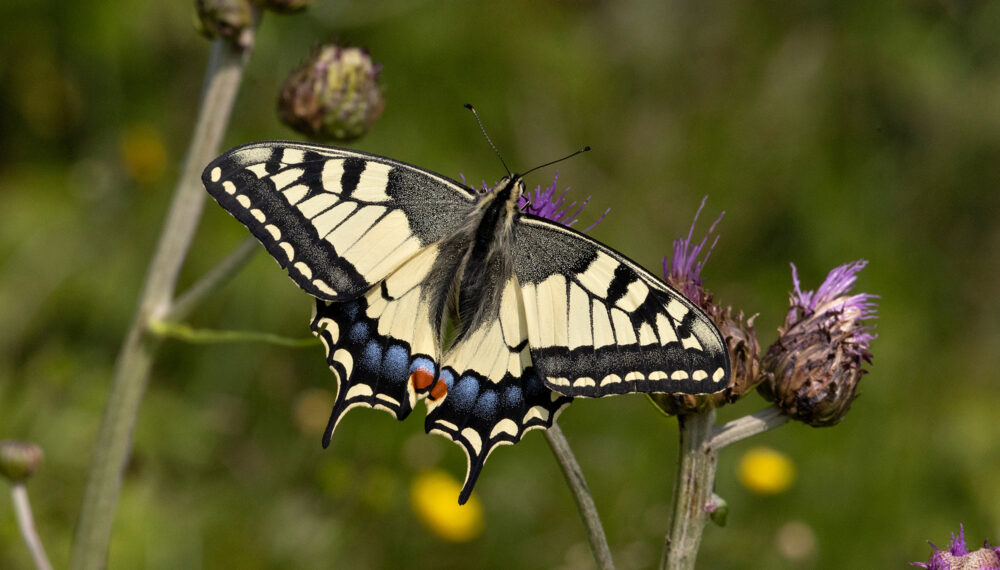 Näyttävä ritariperhonen on koko maan silmänilo