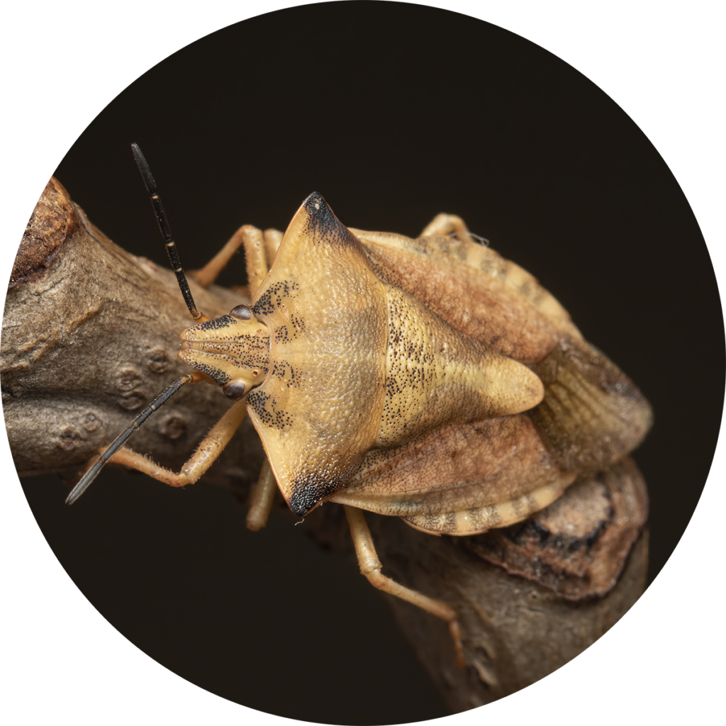 Huiskimista ja hupia Ruotsissa