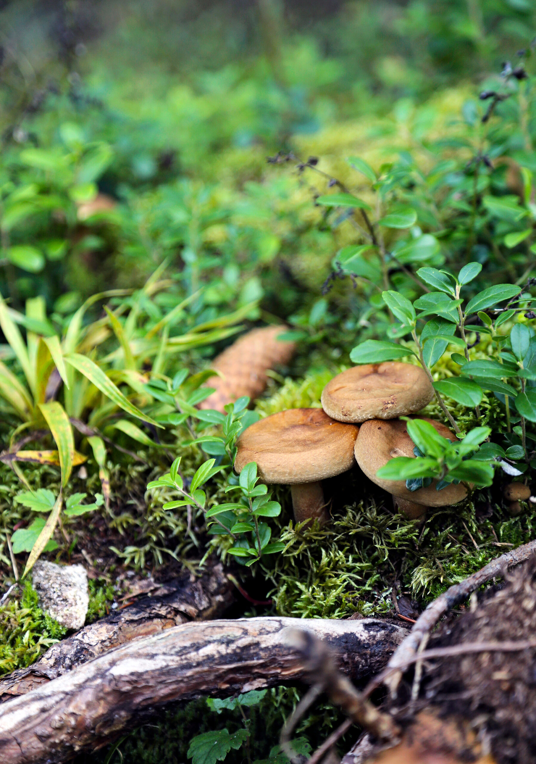 Ruokasieniä eri kulttuureissa