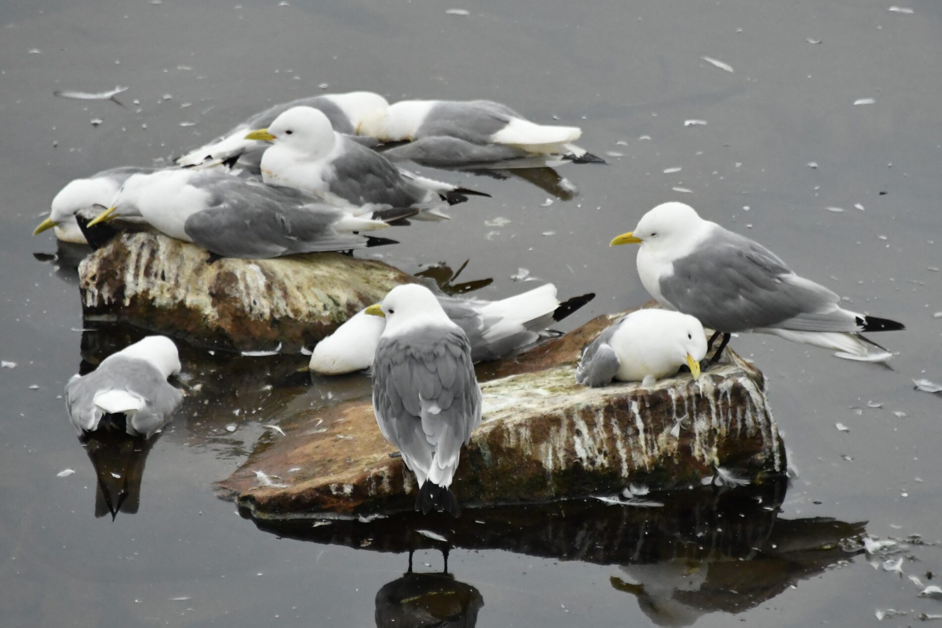 Lapista löytyi kaksi lintuinfluenssaan kuollutta pikkukajavaa – mistä ...
