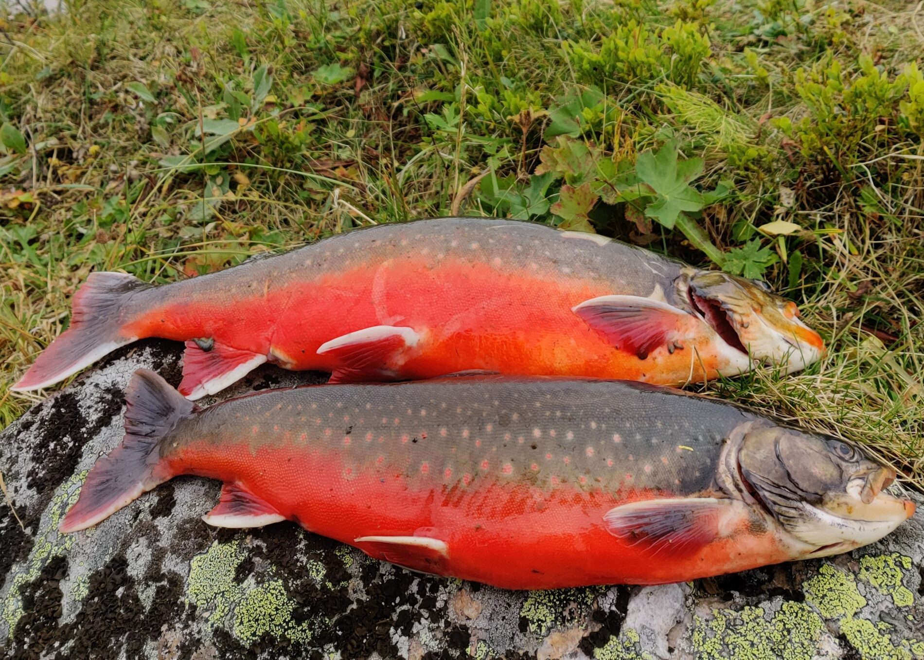 Rautu ja sen japanilainen serkku