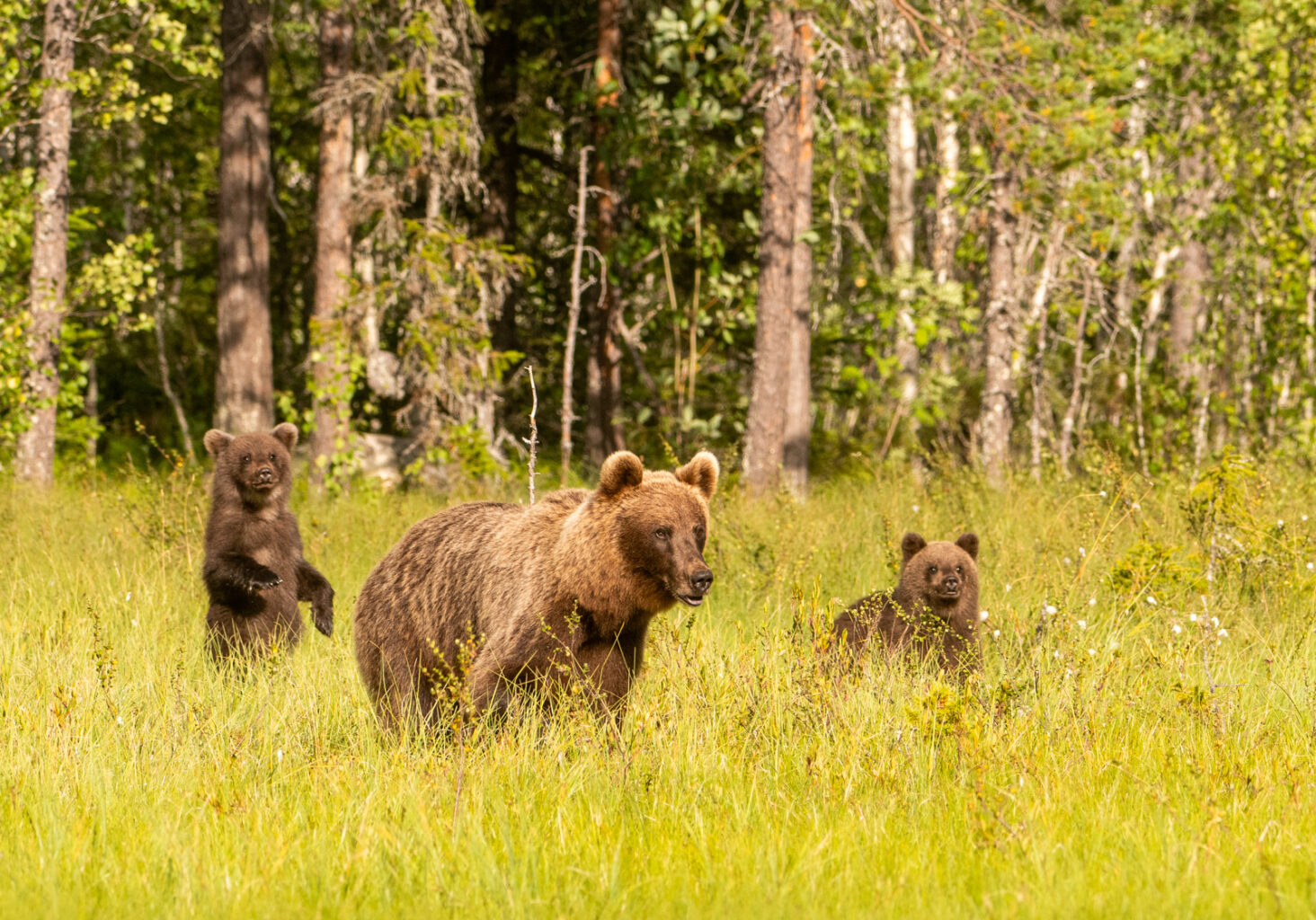 Korkein hallinto-oikeus antoi karhulle oikeutta
