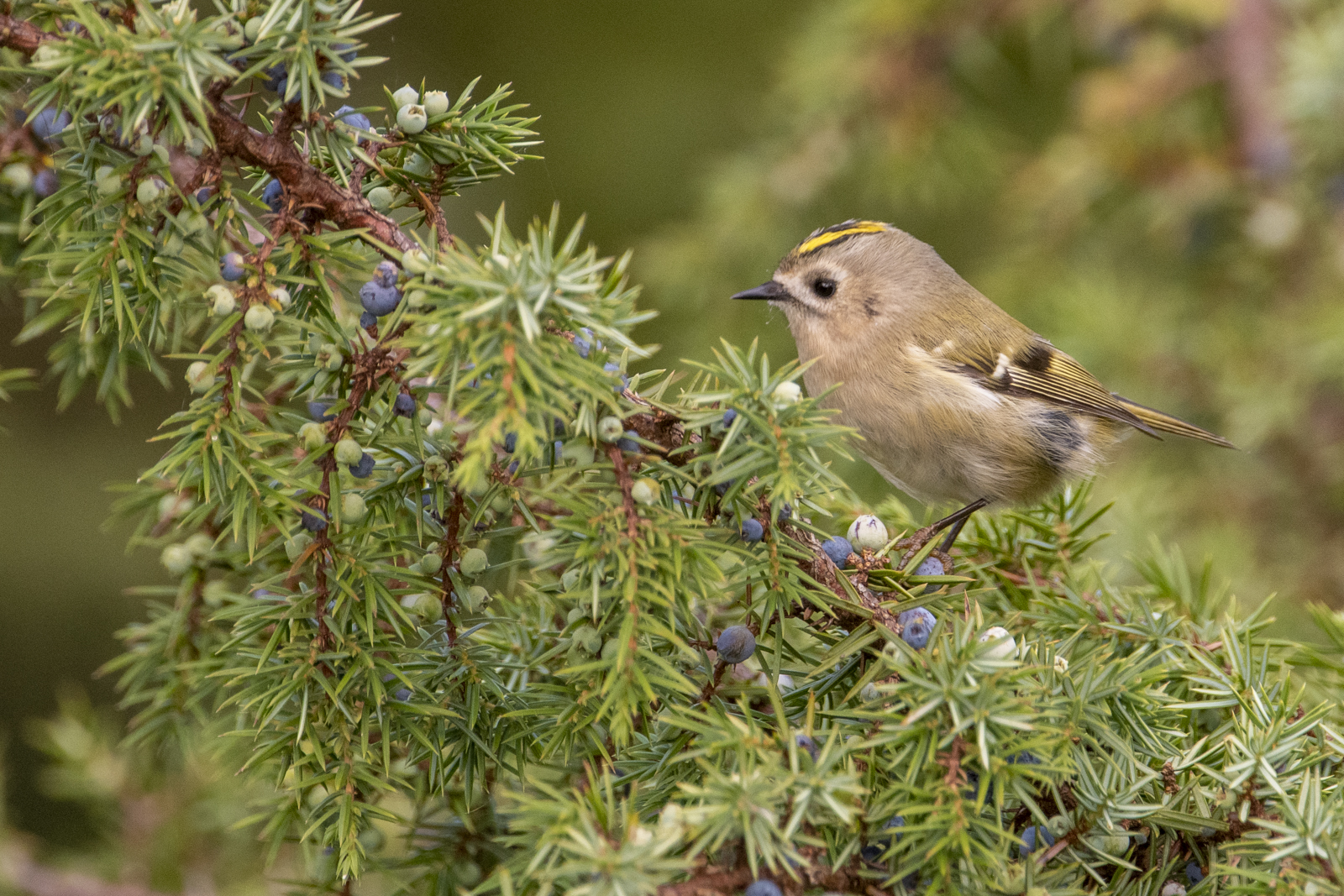 Hömötiaisiakin liikkeellä ennätysmäärä