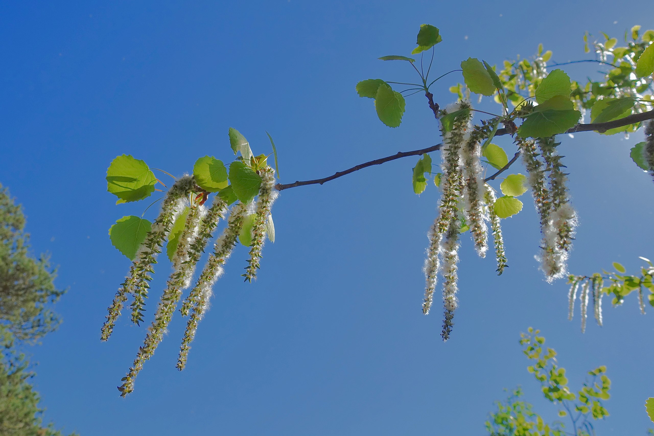 Suomen Luonto - Haapa