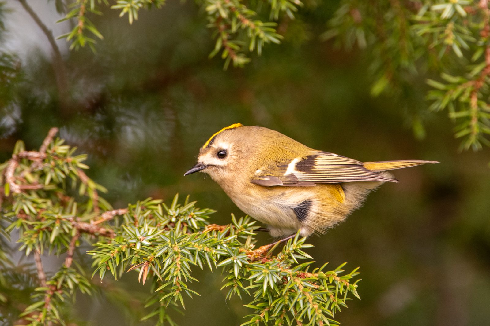 Aivan ihmeellinen pienen pieni hippiäinen