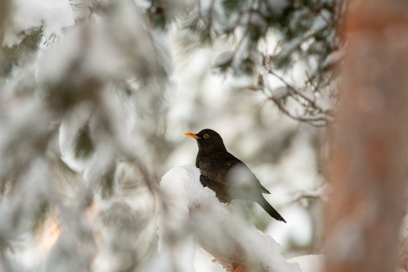 Suomen Luonto - Linnut
