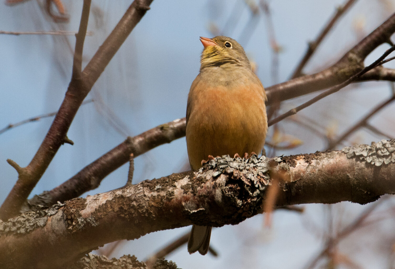 Surullinen lintujen väheneminen, lajikato ja sukupuutto