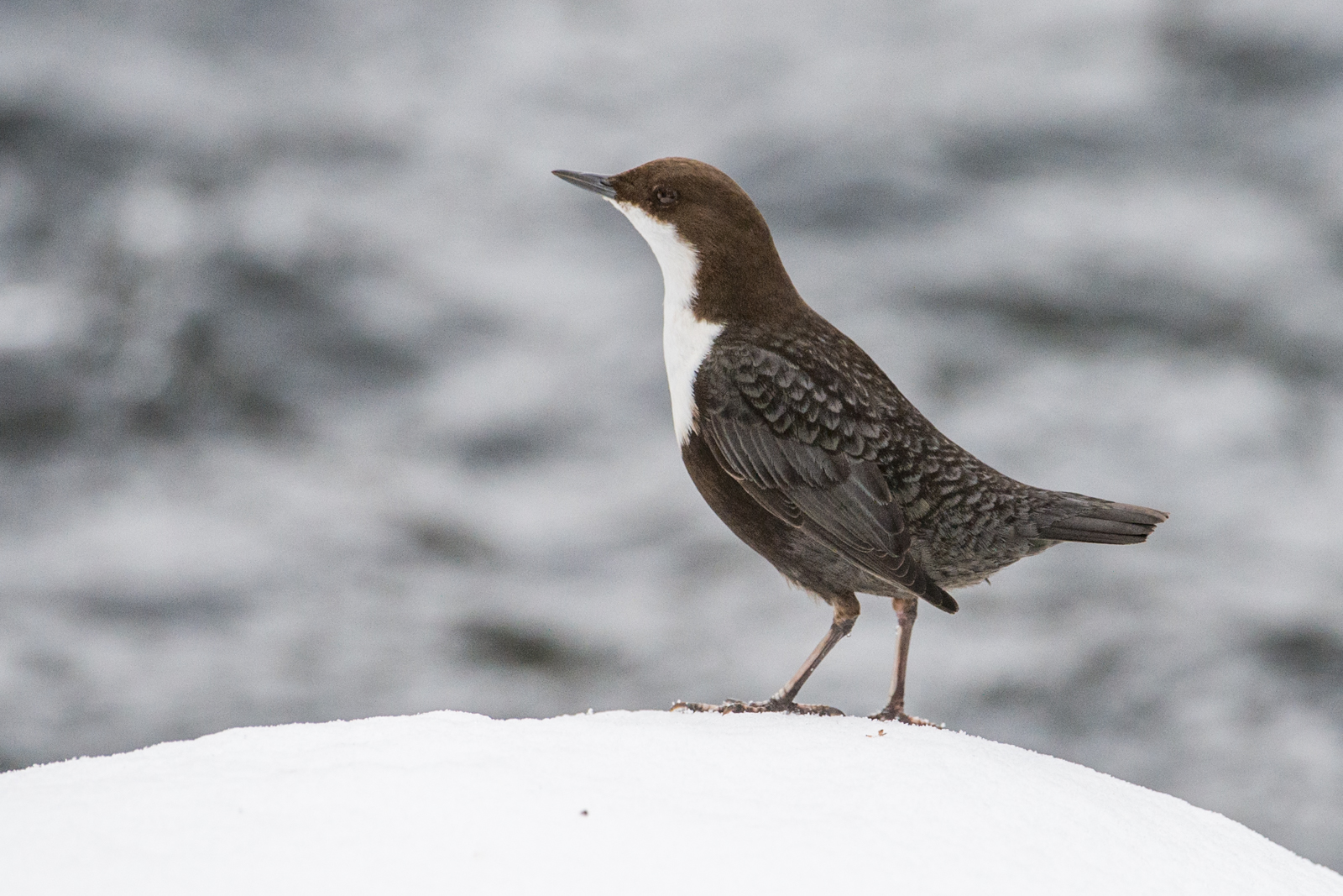 Koskikara sukeltelee paukkupakkasellakin hyiseen veteen ravinnon hakuun