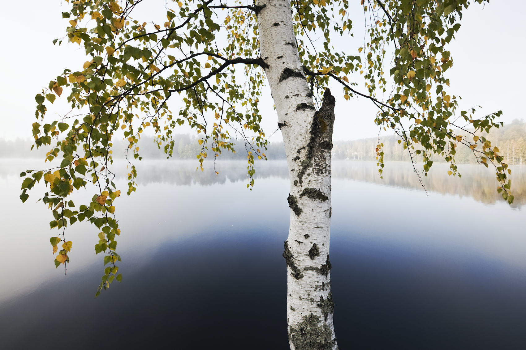 Suomen Luonto - Rauduskoivu