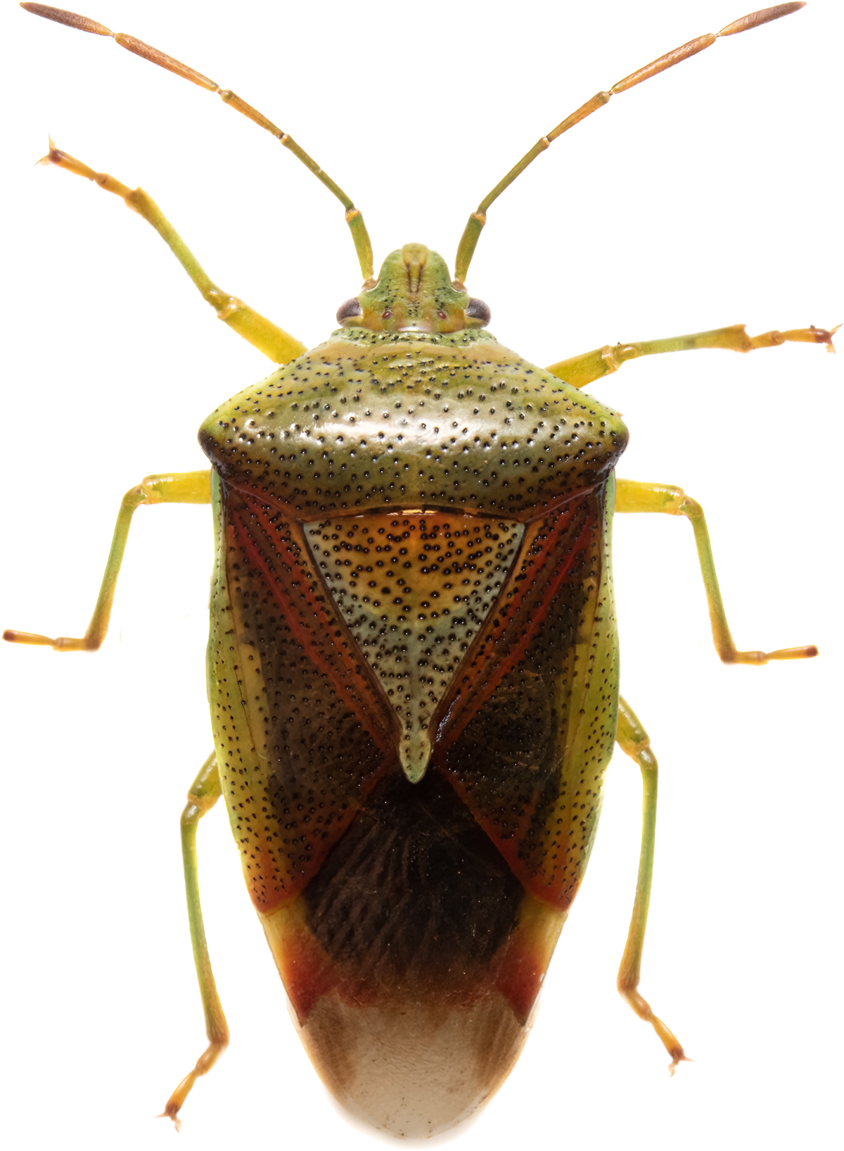 True Bug – dokumentaarista lyhytelokuvaa tekemässä, osa 1