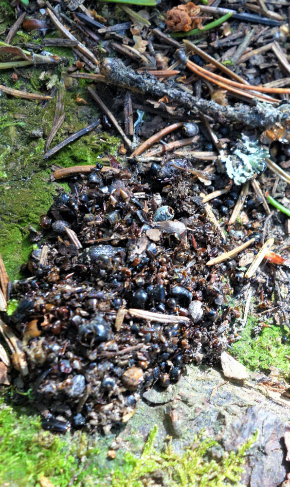 Kakka kertoo mäyrän elämästä