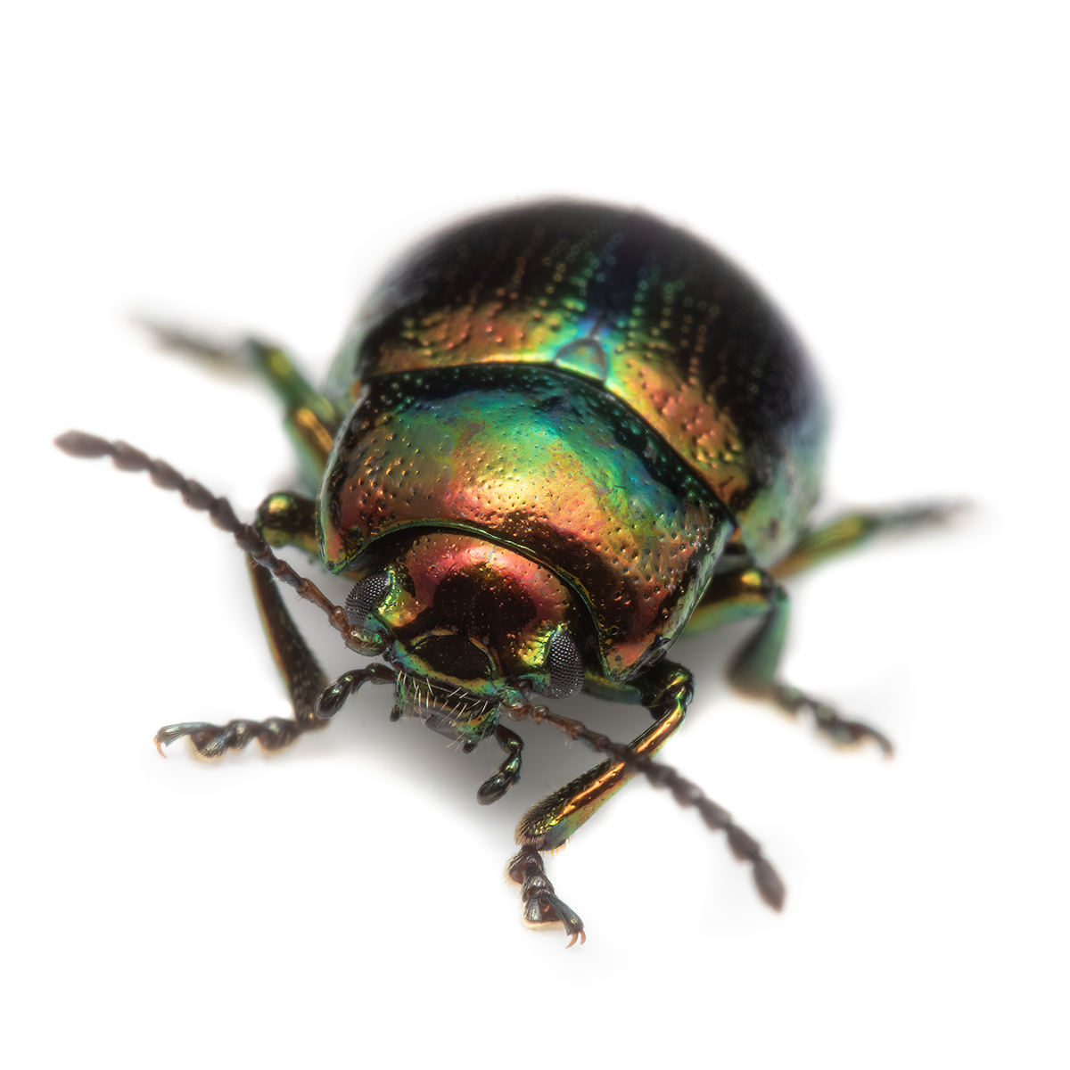 True Bug – dokumentaarista lyhytelokuvaa tekemässä, osa 1