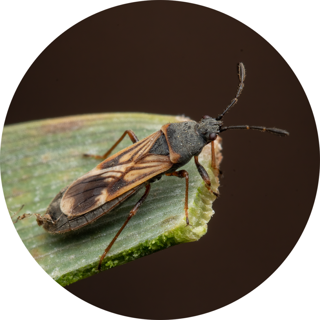 True Bug – dokumentaarista lyhytelokuvaa tekemässä, osa 1