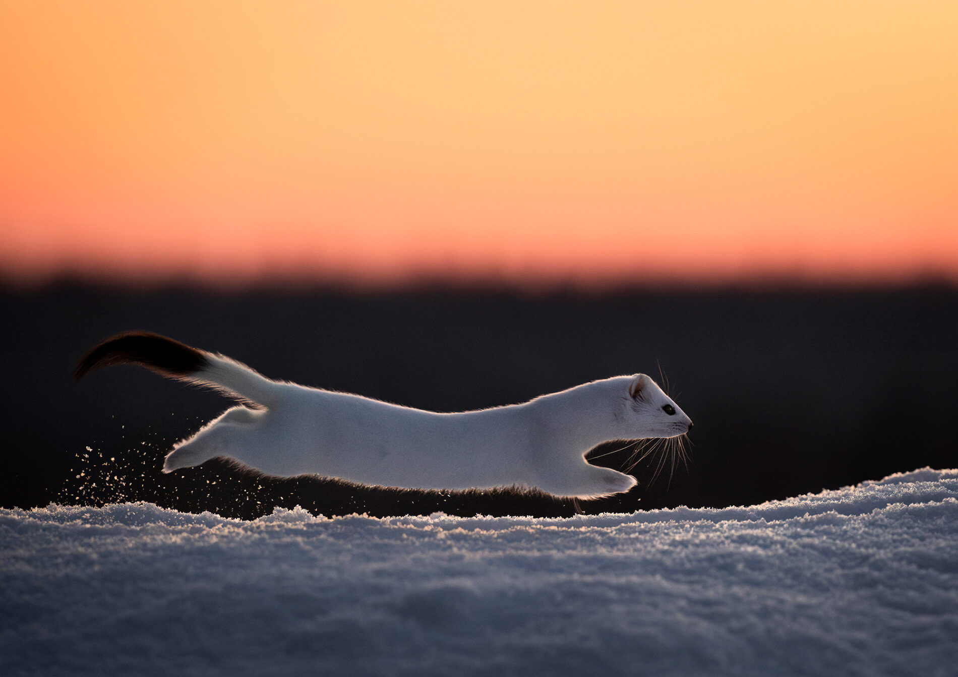Suomen Luonto - Lumikko