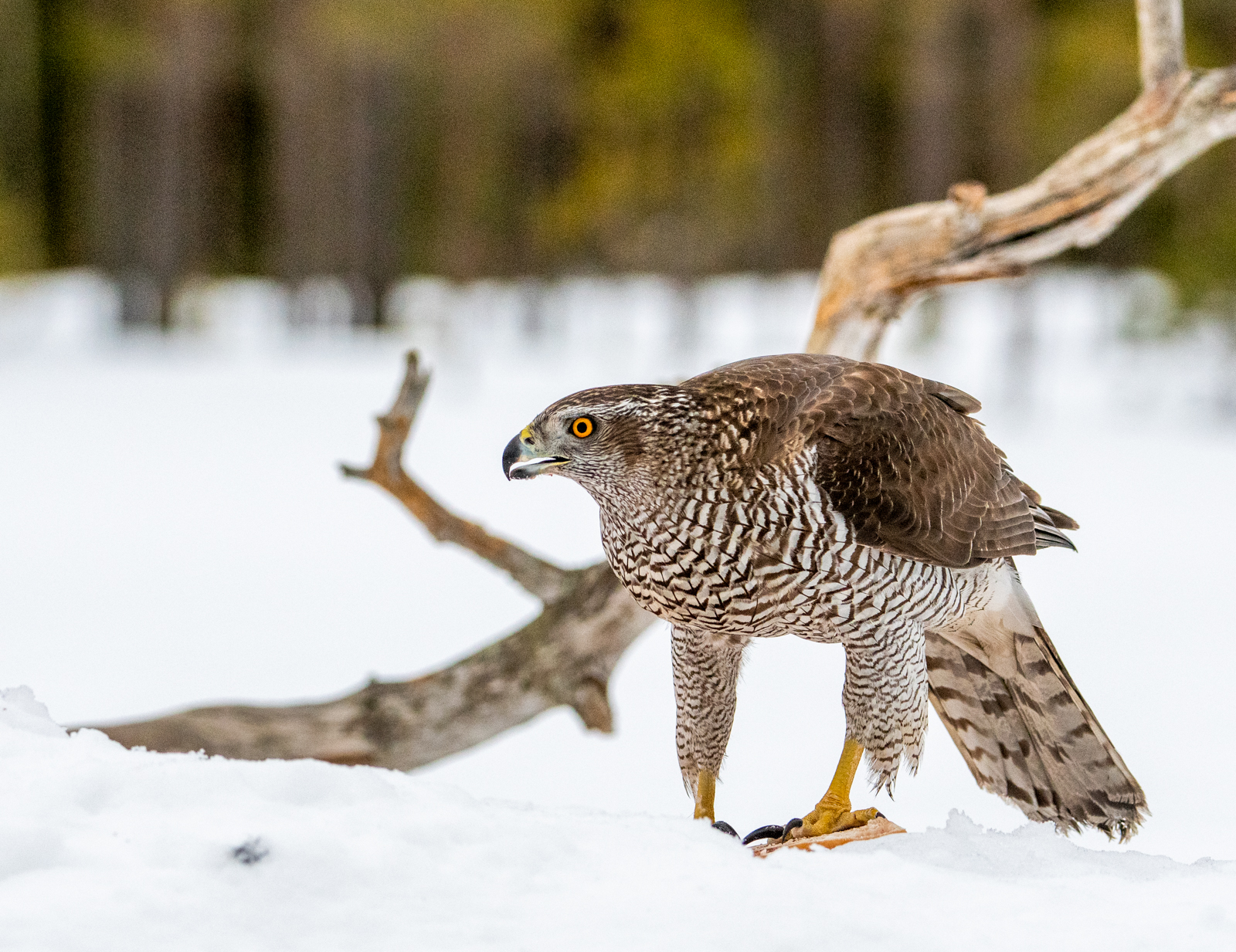 Cityhaukka pysyi saaliinsa äärellä yli kolme tuntia