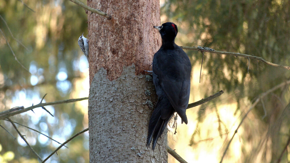 Suhteellista: Puukiipijä vierailee tikan ruokapöydässä