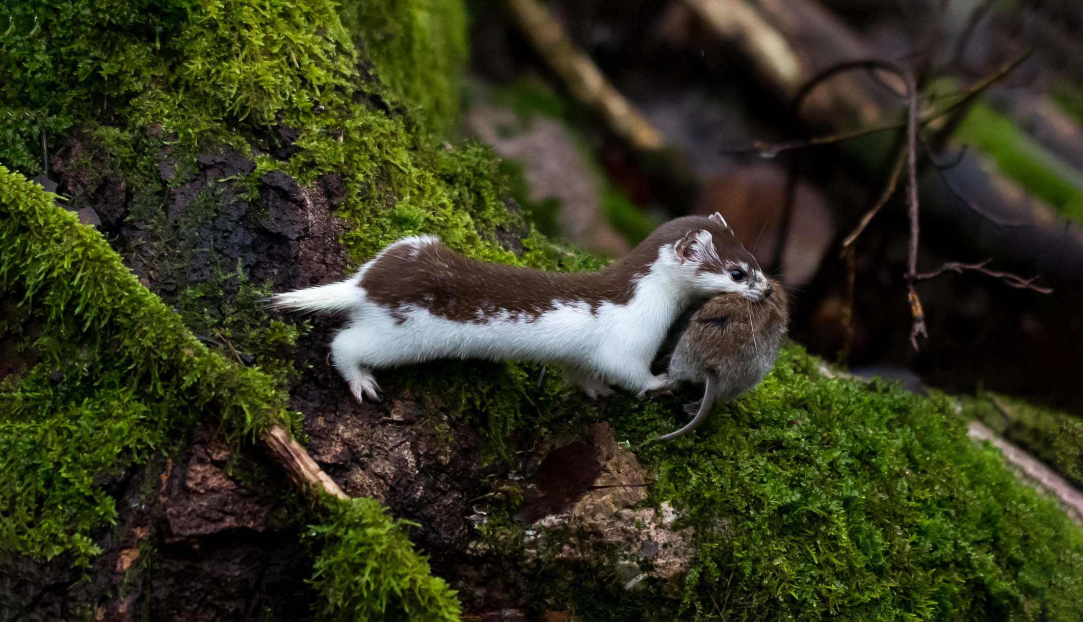 Suomen Luonto - Lumikko