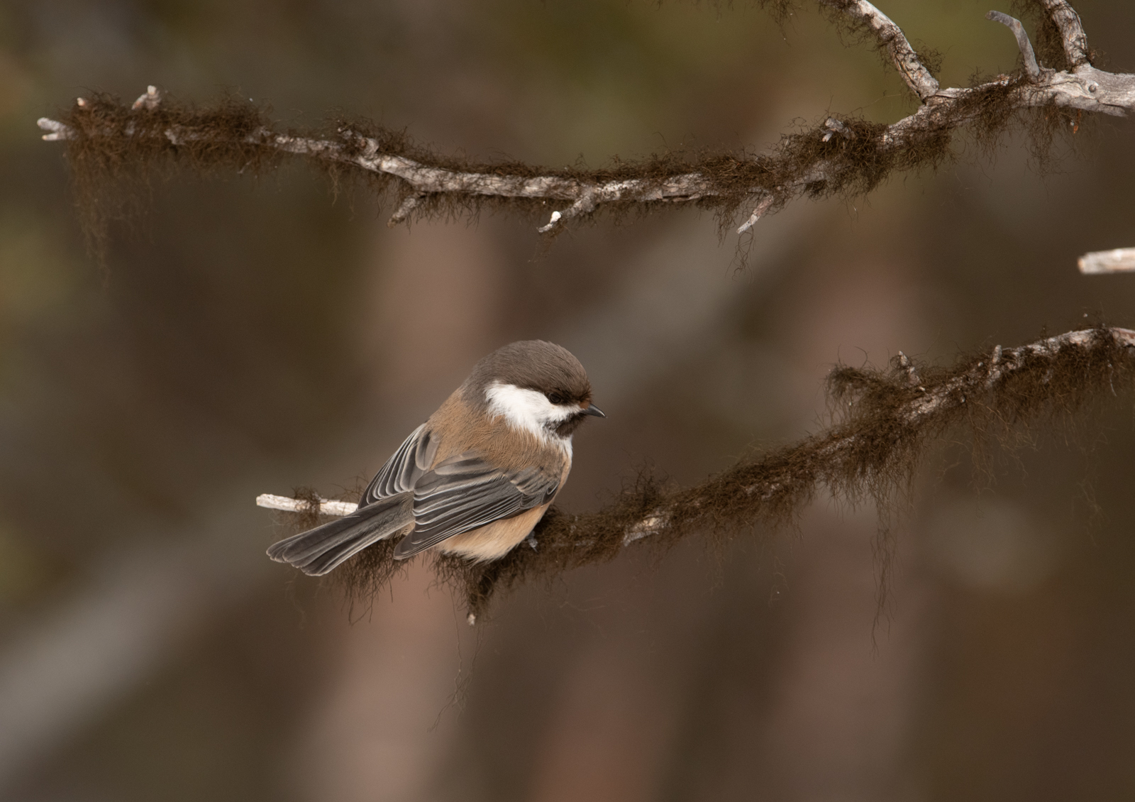Lapintiainen ja kuukkeli, kaksi metsän väreihin täydellisesti ...