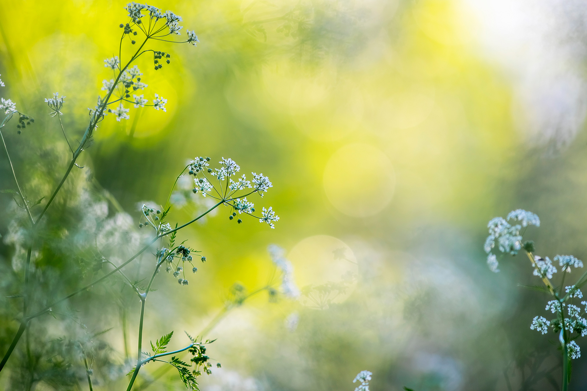 Suomen Luonto - Kukan-rakenne