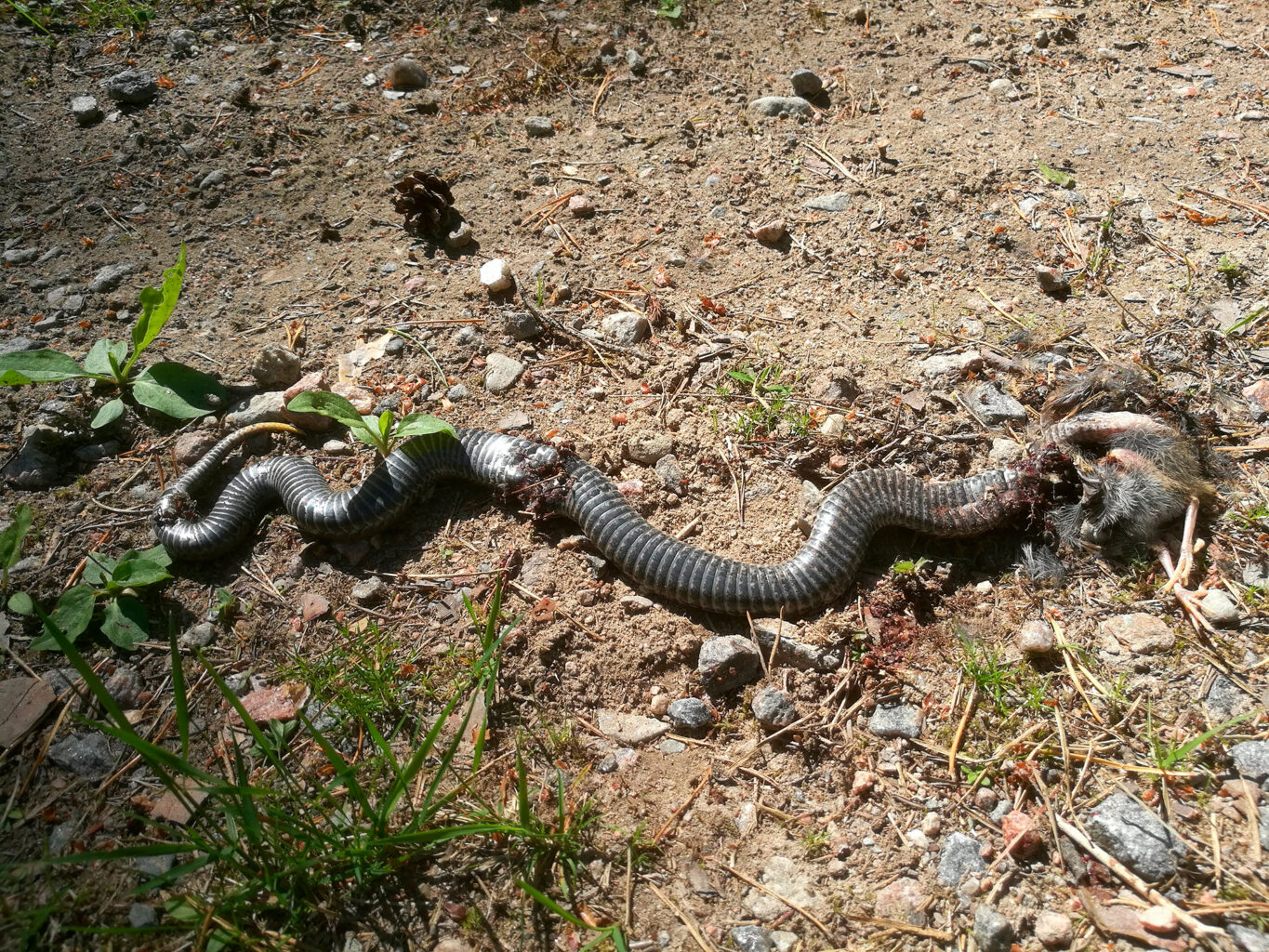 Metsoemo tappoi kyyn