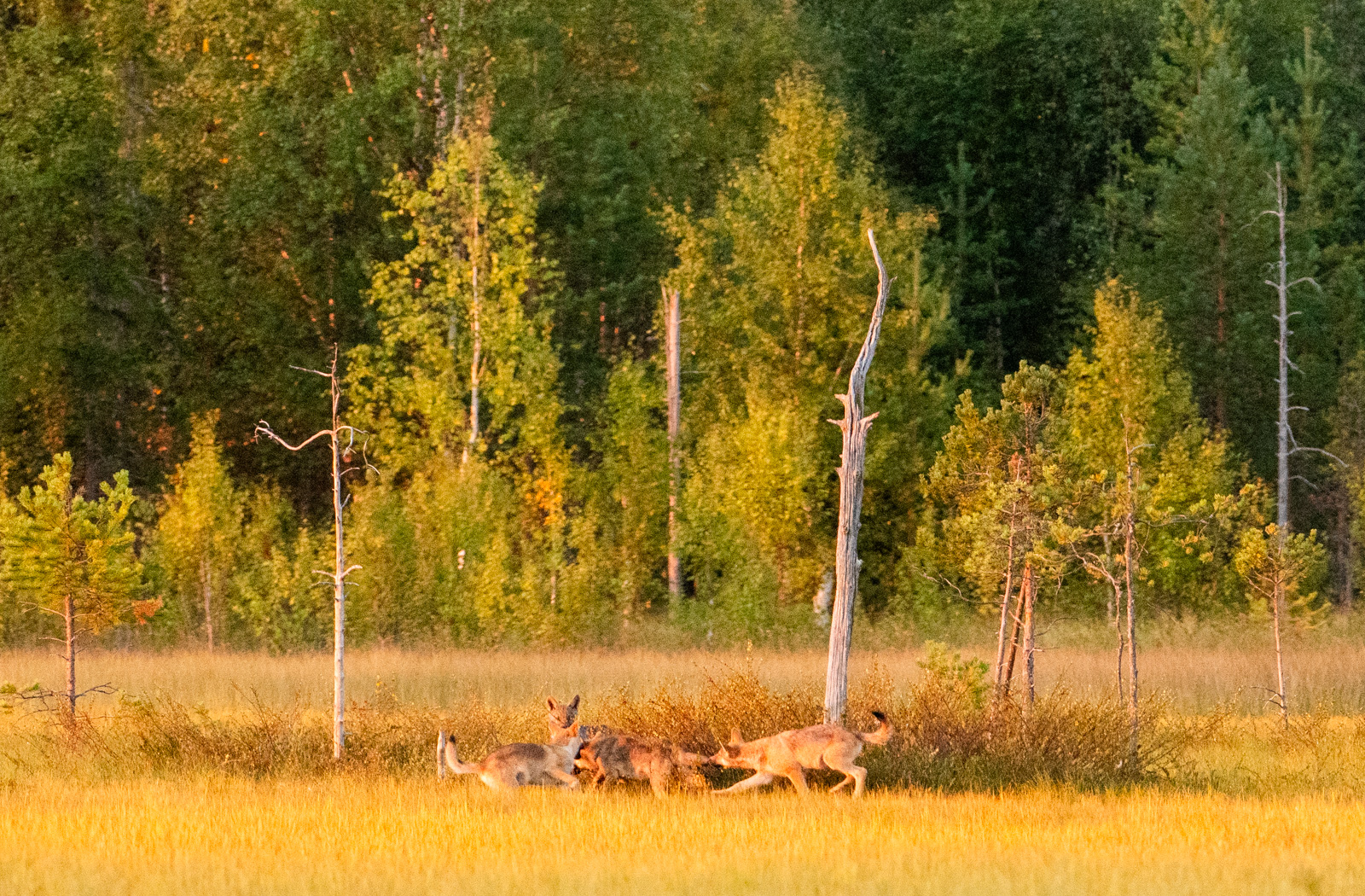 Illalla susiperhe juoksi suon yli....