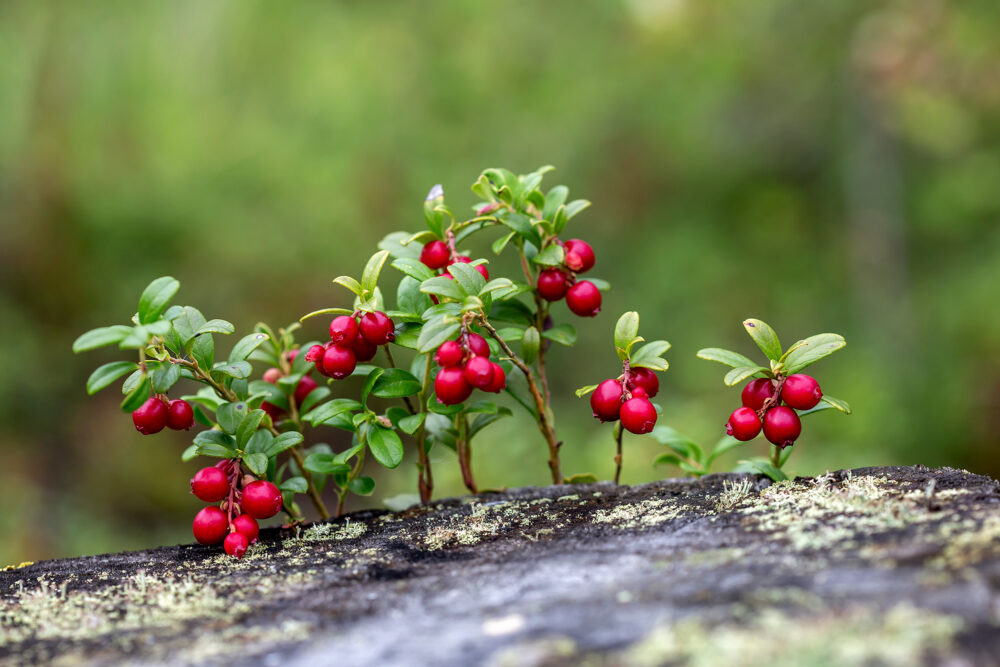 Puolukka on metsän punaposki
