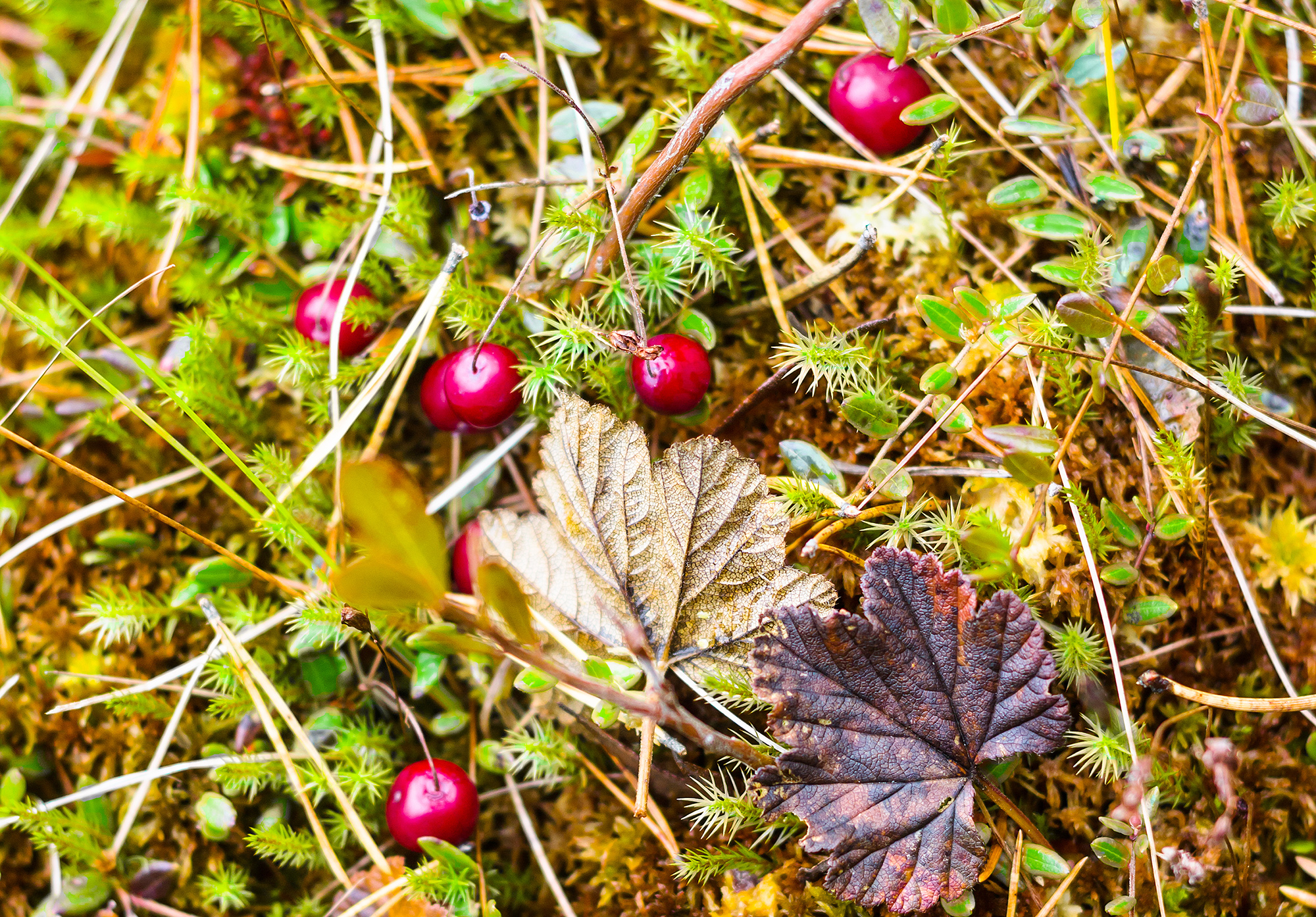 Suomen Luonto - Isokarpalo