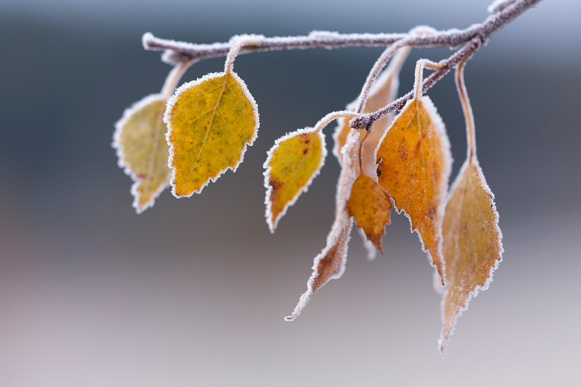 Suomen Luonto - Lehtipuut