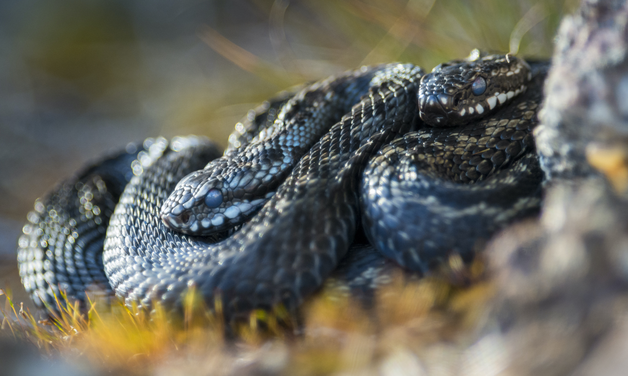 Suomen Luonto - Kannanvaihtelu