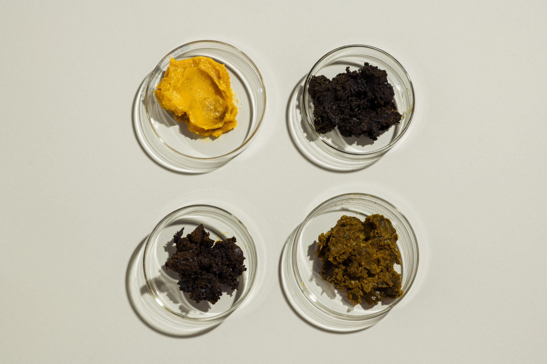 Kuusenneulasista ja puolukasta uutetaan arvokkaita vahoja