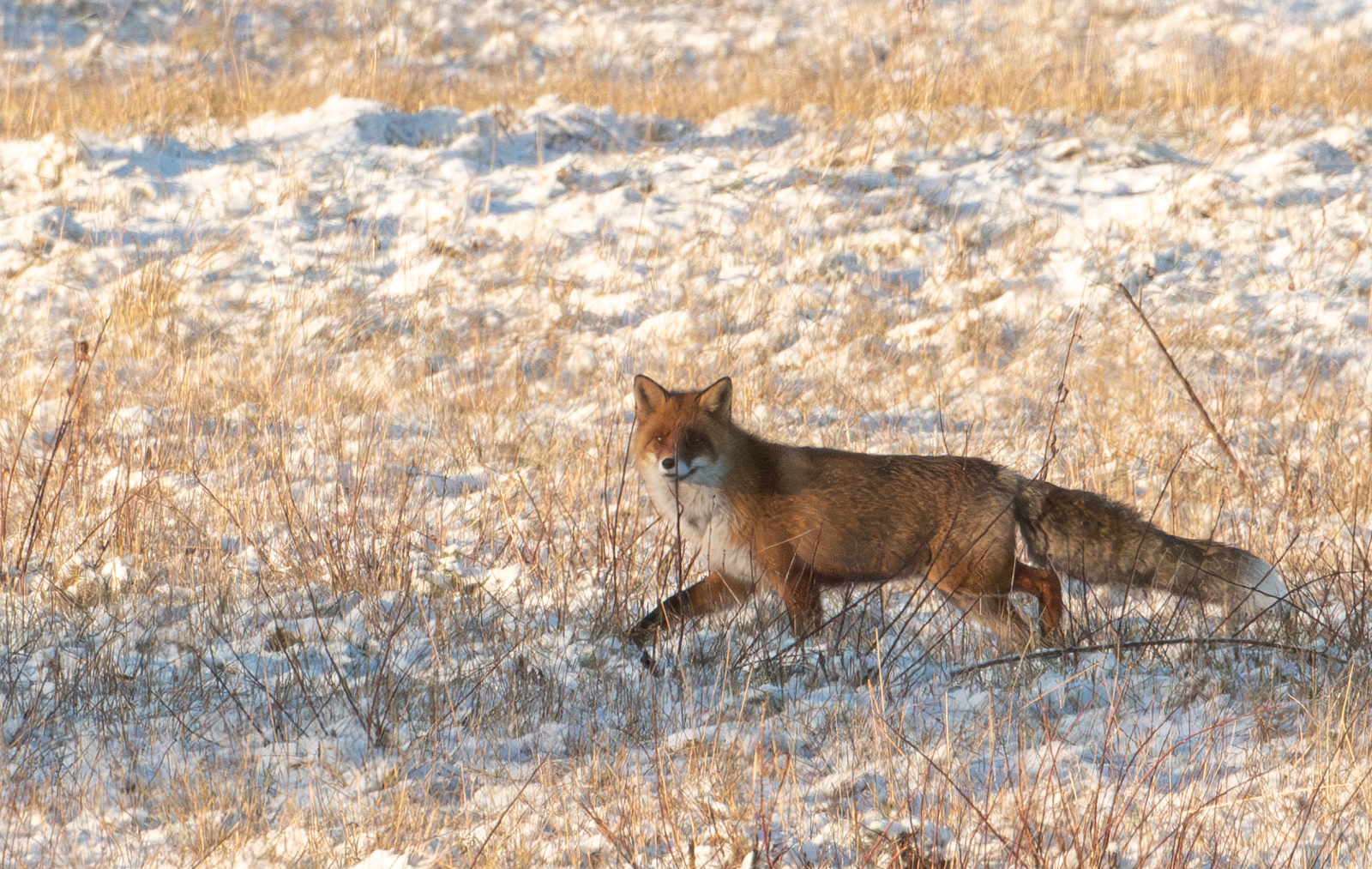 Retki Viron marraskuun lopun sävyihin