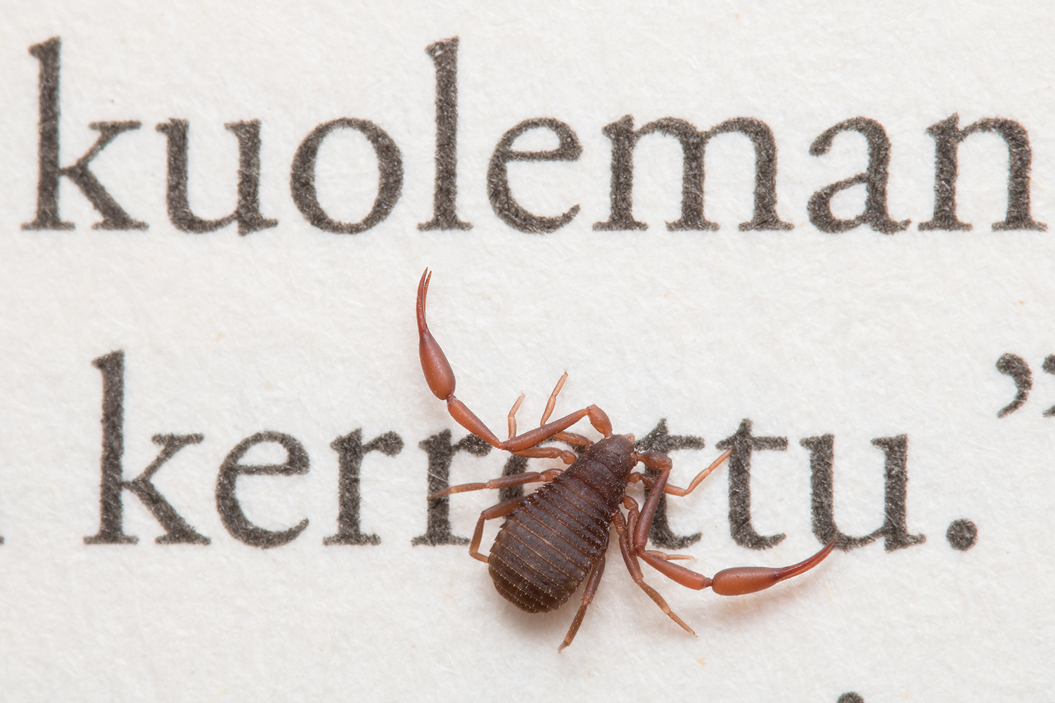 Myrkkyä, myrkkyä: Hämähäkit ja muut hämähäkkieläimet