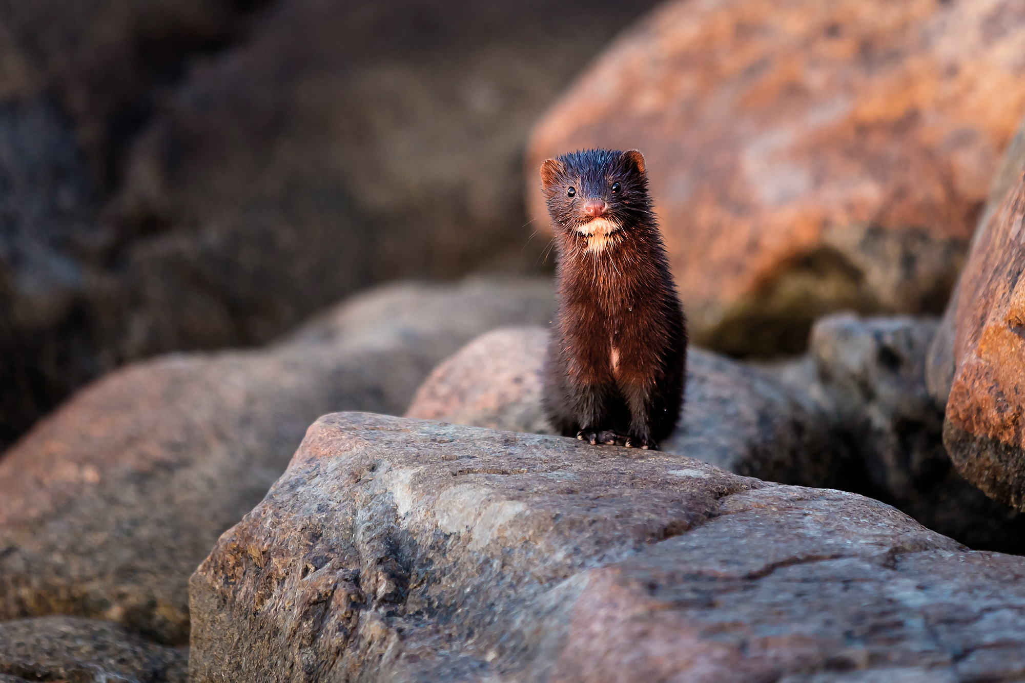 Suomen Luonto - Minkki