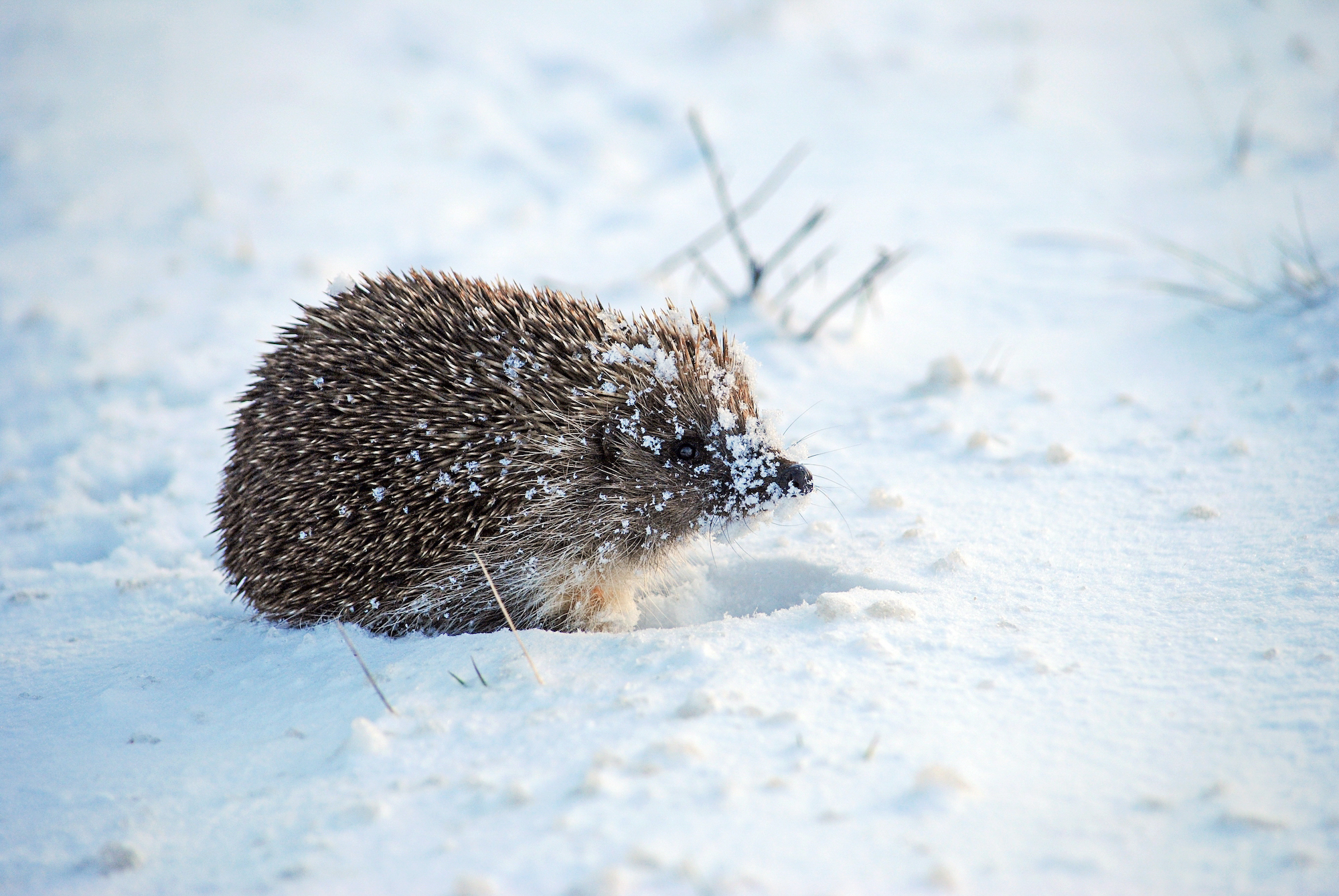 Suomen Luonto - Siili