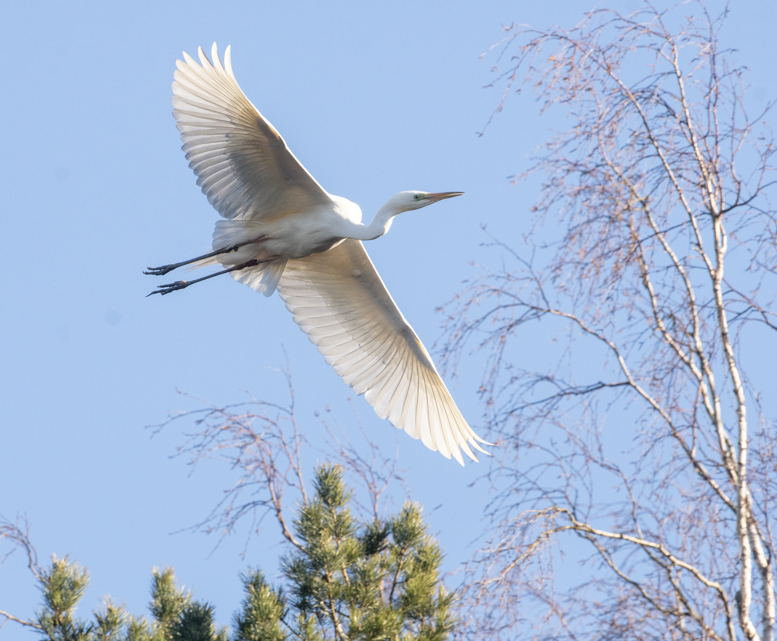 Suuri valkea haikara on saapunut