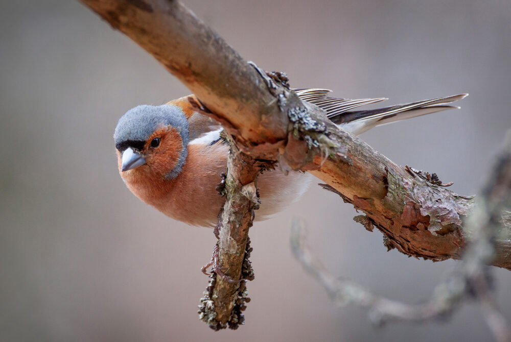 Peipponaapuriin kannattaa tutustua