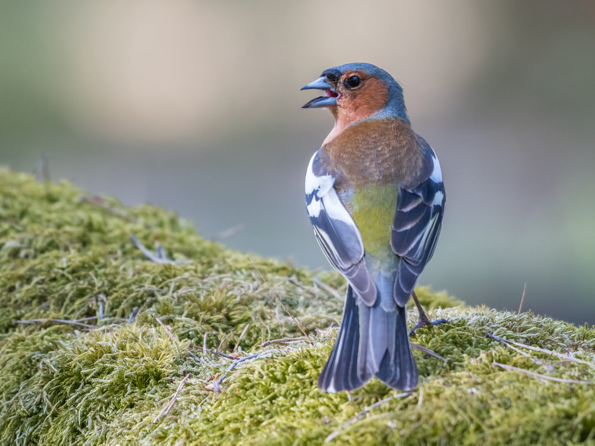 Peippo ja kolme muuta – testaa, erotatko samankaltaiset äänet